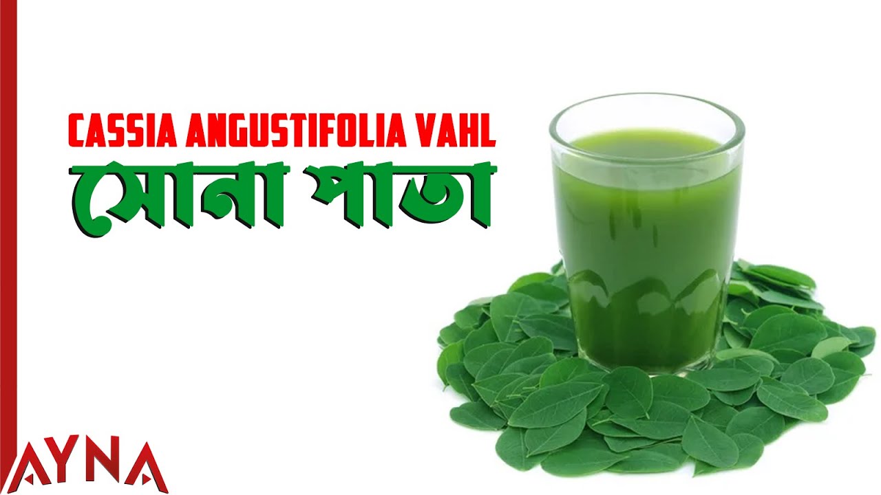 সোনা পাতার উপকারিতা ও অপকারিতা | Senna , Cassia angustifolia Vahl ...