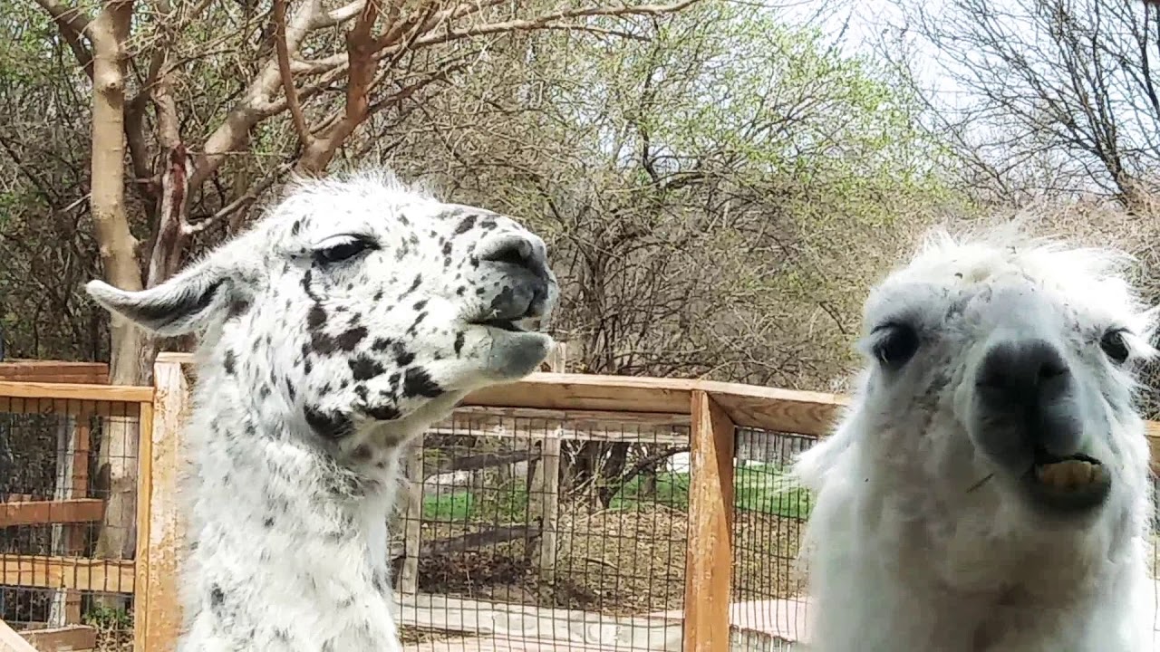 Did that llama spit or cough? - YouTube