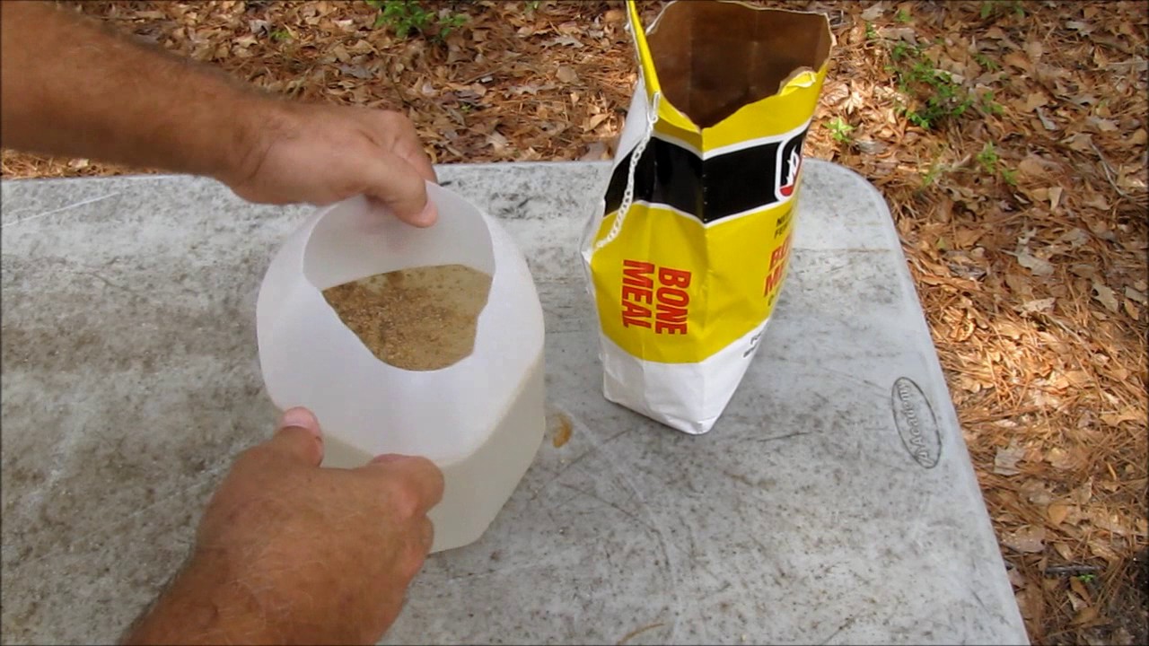 Fig Tree Organic Fertilizer Experiment - YouTube