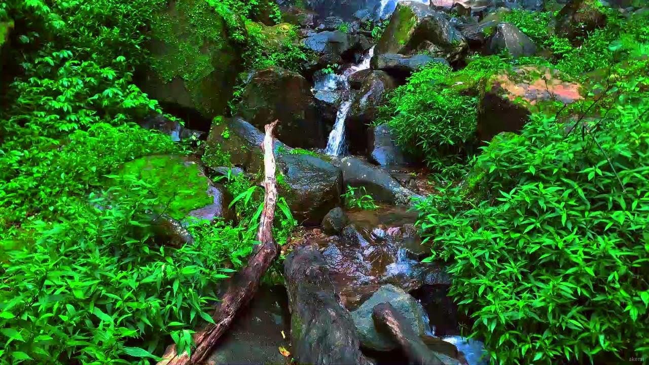 Mountain Stream with Gentle Water Flow| Peaceful Nature Sounds for ...