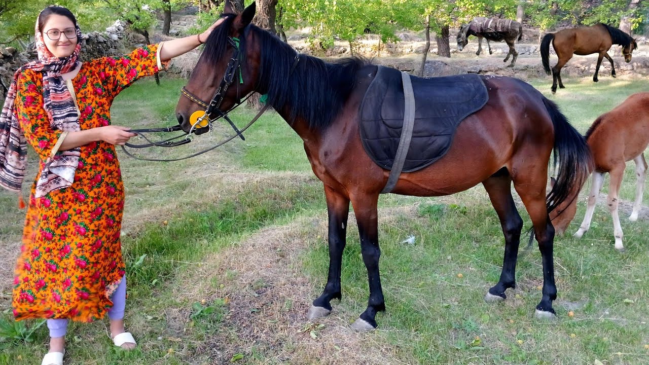 Everyday Life in the Village:Close Connections with Animals and the ...