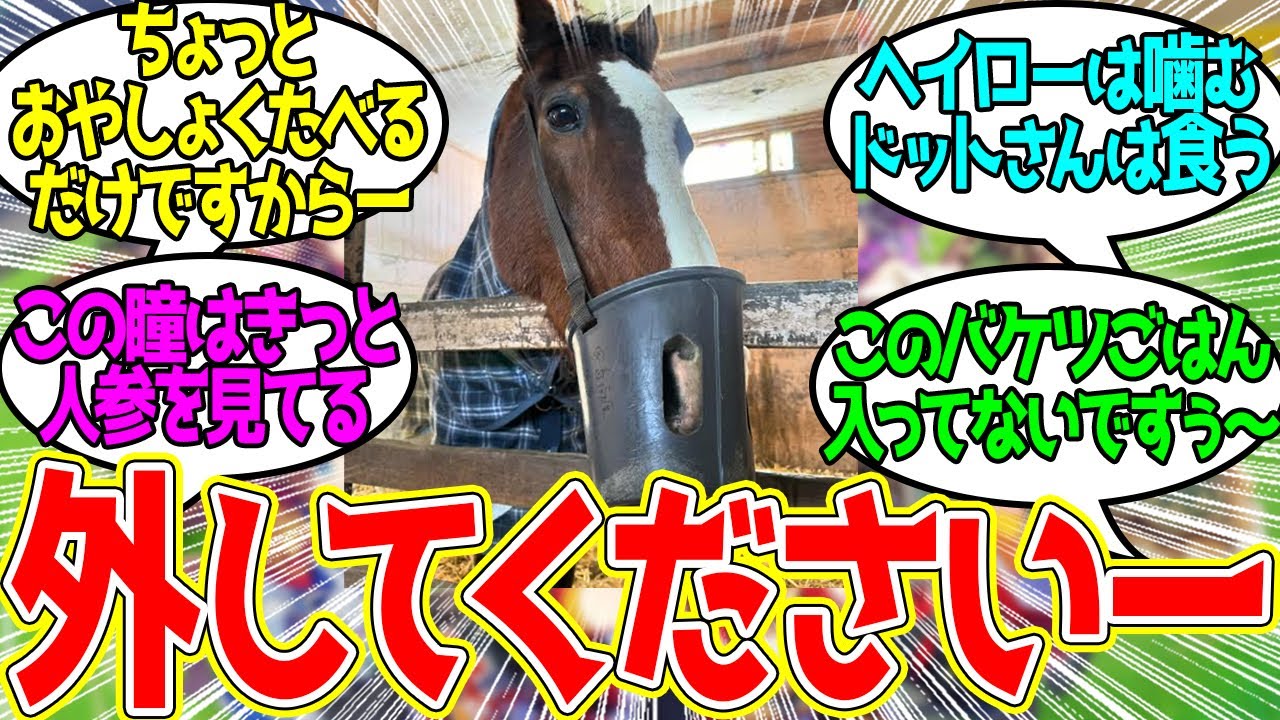 目に映る牧草全てを食べかねないから口籠をつけられたドットさん…に対するみんなの反応！【競馬 の反応集】 - YouTube