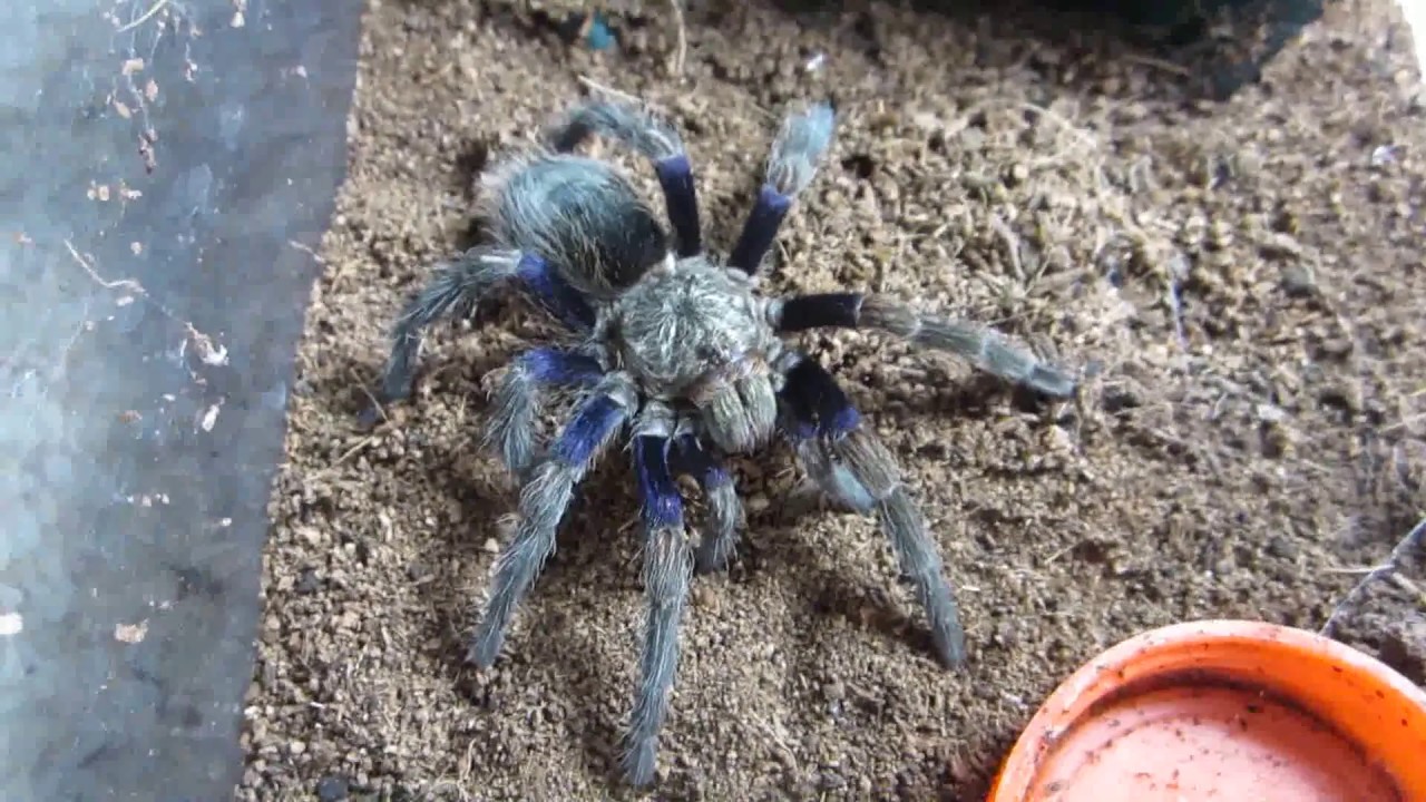 Tarantula Body Language And Updates - YouTube