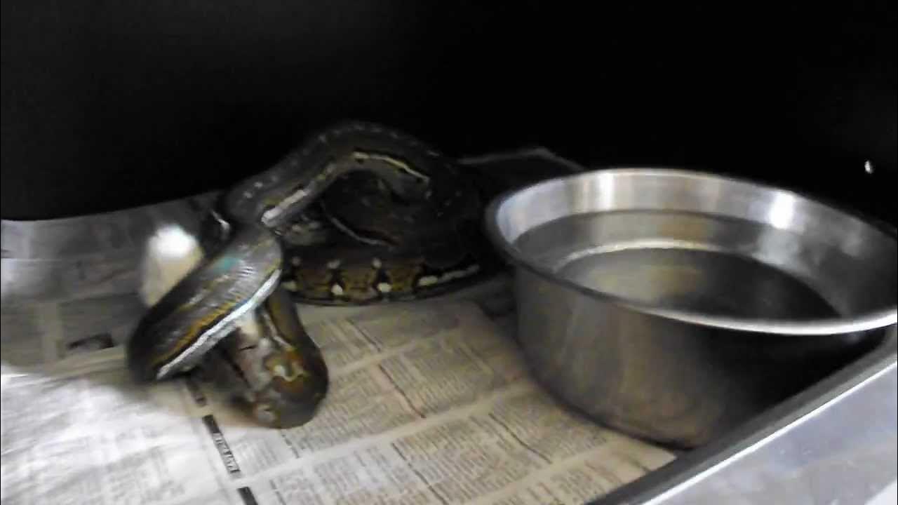 2011 Male Anthrax Reticulated Python - YouTube