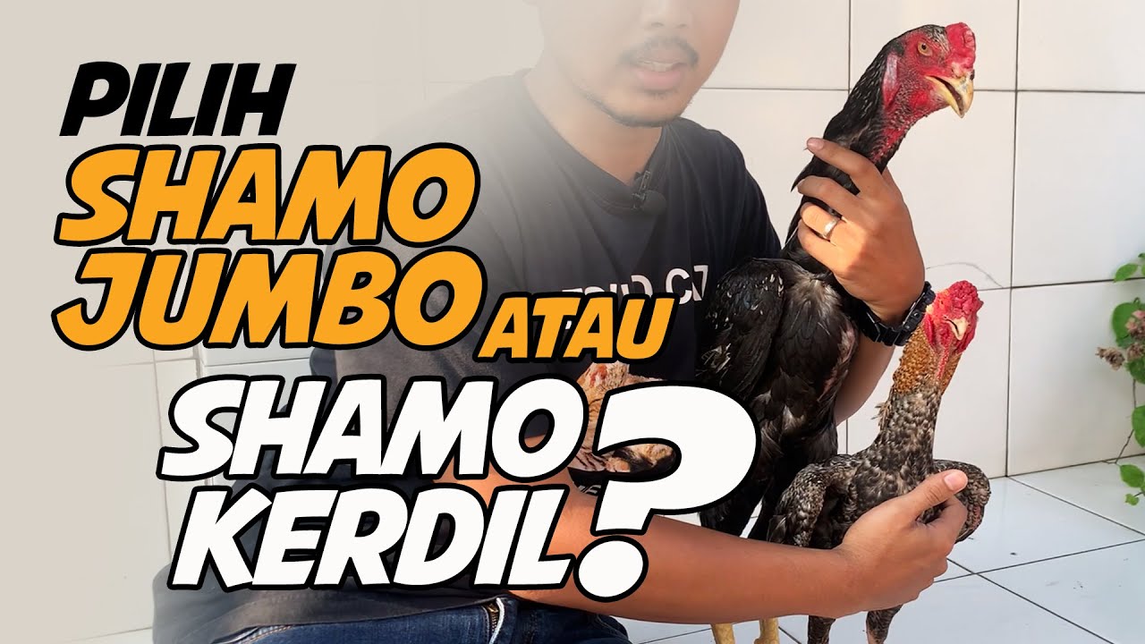UNIK!!, Perbedaan Ayam Shamo Eropa (O SHAMO) dengan Ayam Shamo Kerdil ...