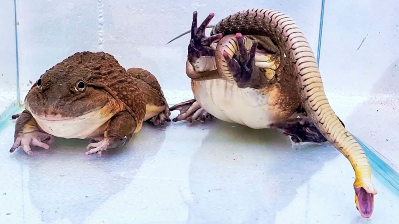 Asian Bullfrog Eats Big Angry Snake! Mr Frog Live Feeding - YouTube