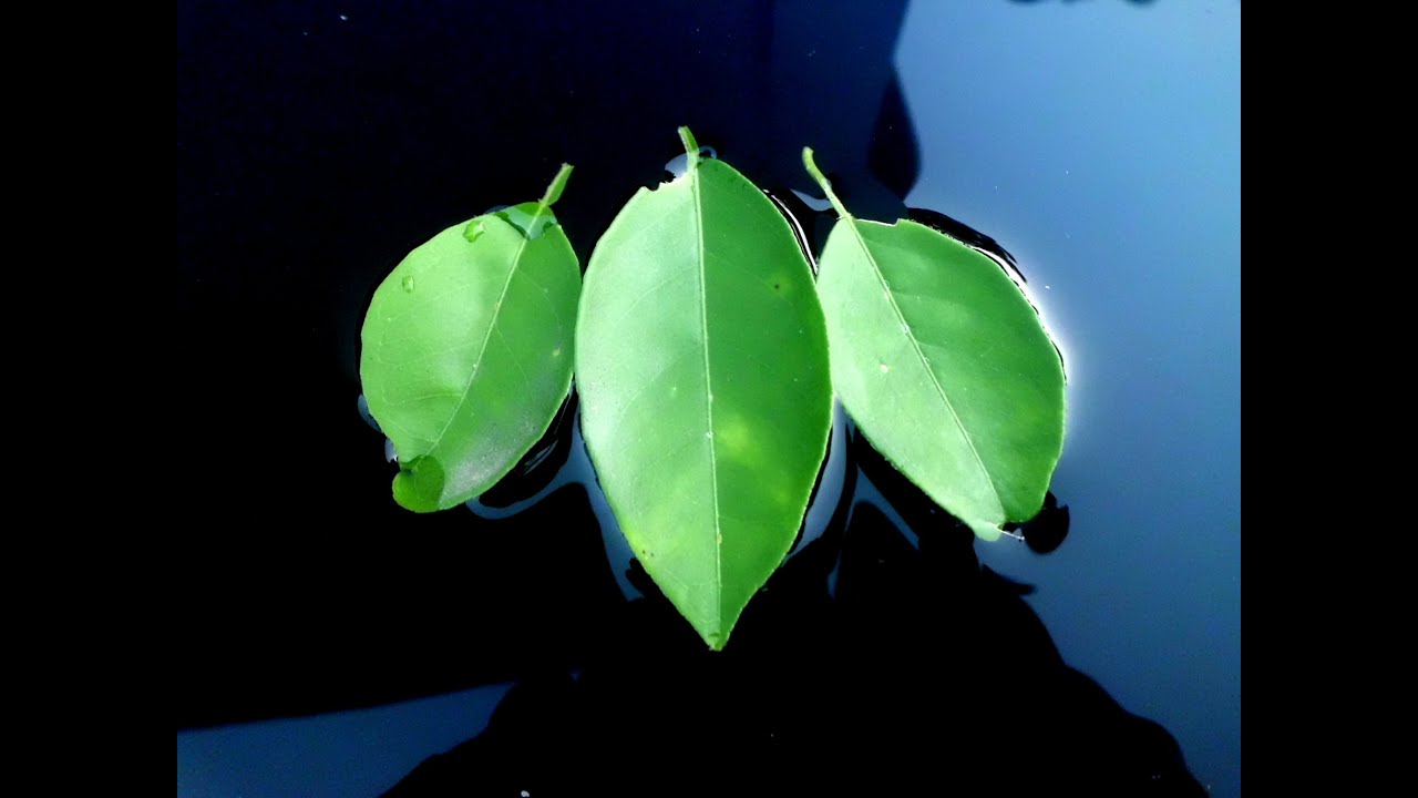 Echoes of time ‑ Poem II Lone Avocado II Abdullah Al Mamun - YouTube