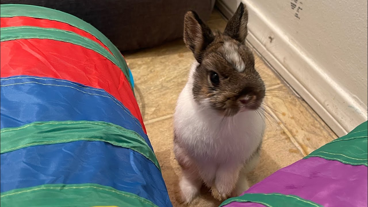 Cinnamon the Bunny, Dwarf Netherland - YouTube