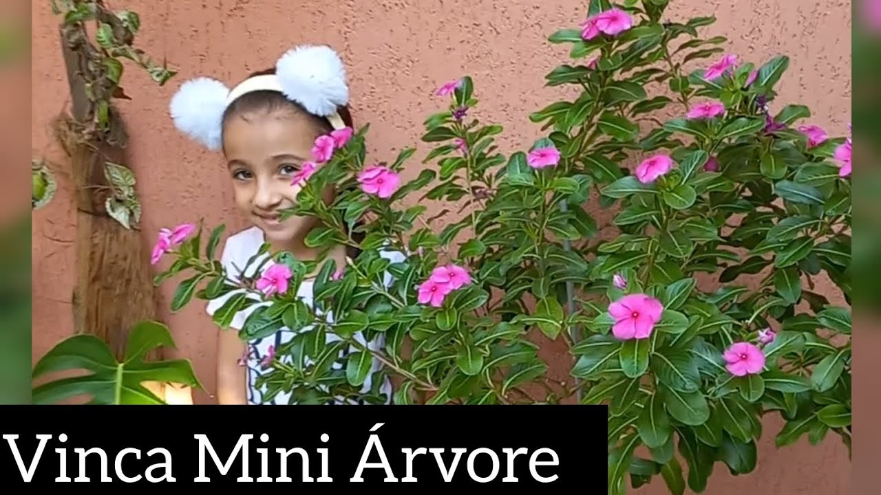 Como fazer mudas de Vinca e mini árvore... Aprenda a fazer as podas ...