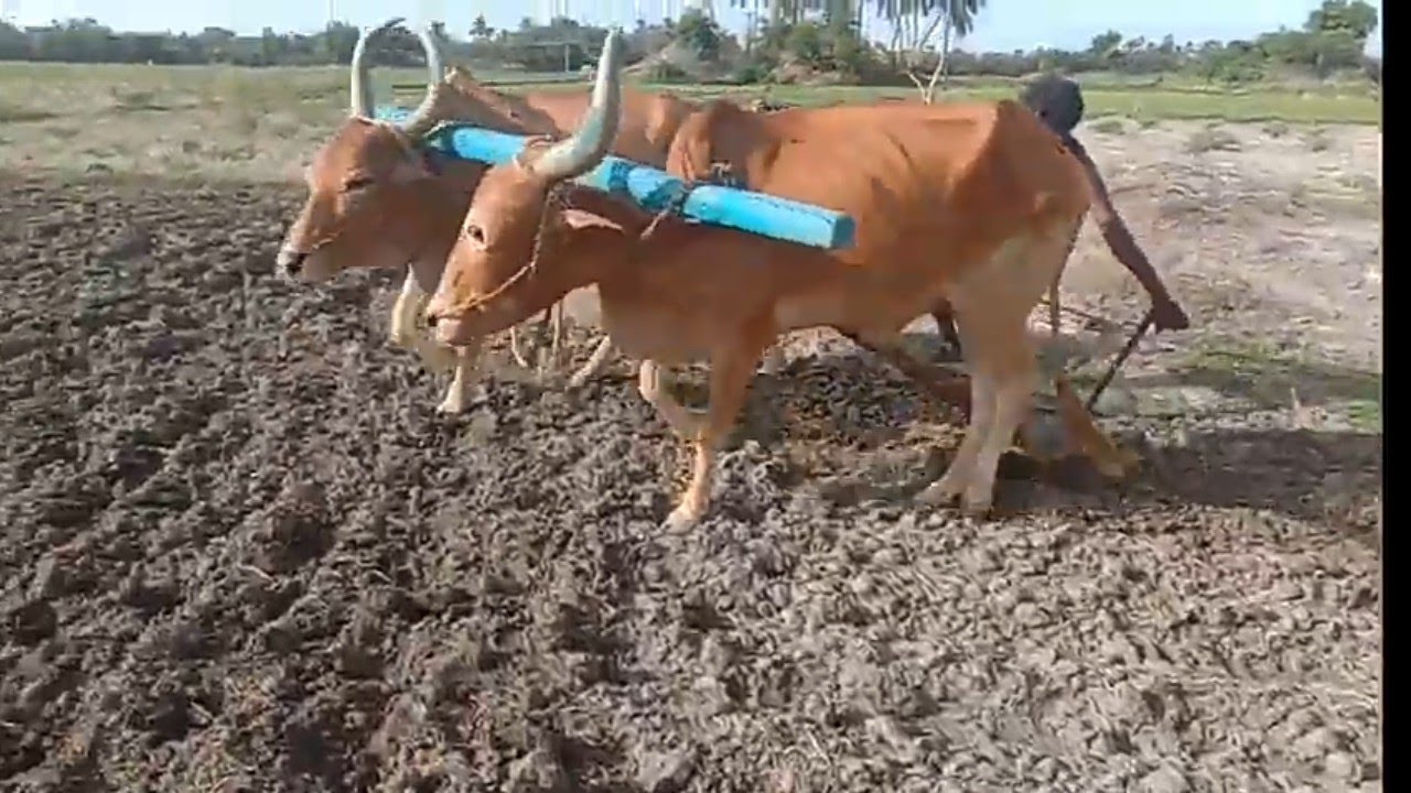 Bullock Plowing/ Purpose of Cultivating Groundnuts - YouTube