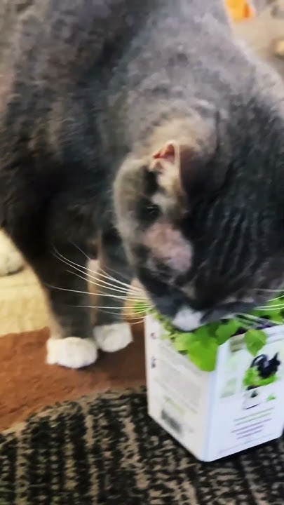Cats Asmr Part 1 π» Cats Eating Catnip π» Catnip Catshorts Catvideos