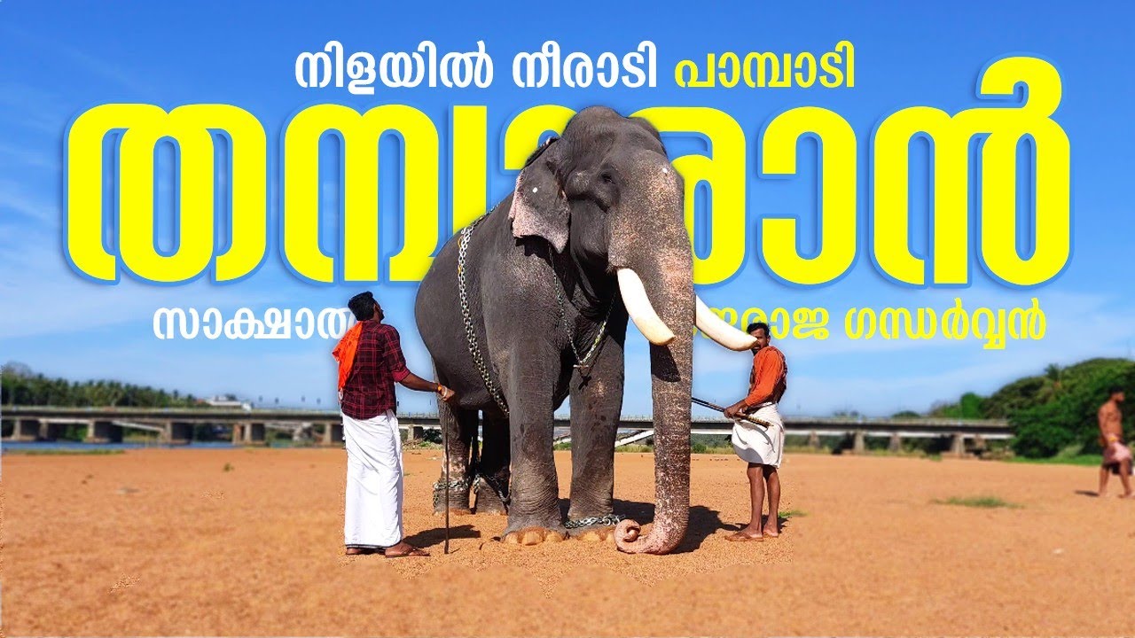 രാജന്റെ നീരാട്ട് കാണാൻ എന്തൊരു ഭംഗിയാണ് 🥰 | Pambadi Rajan's River Bath ...