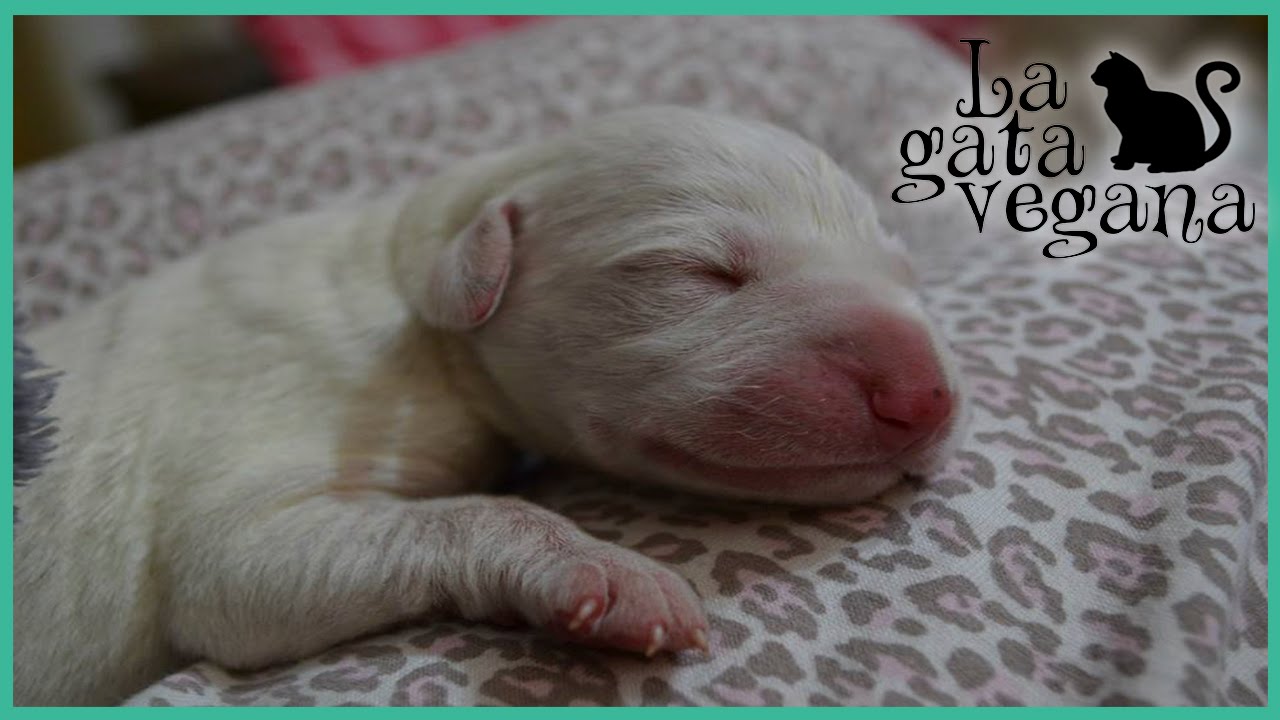 Cachorro Tem Cordão Umbilical - FDPLEARN