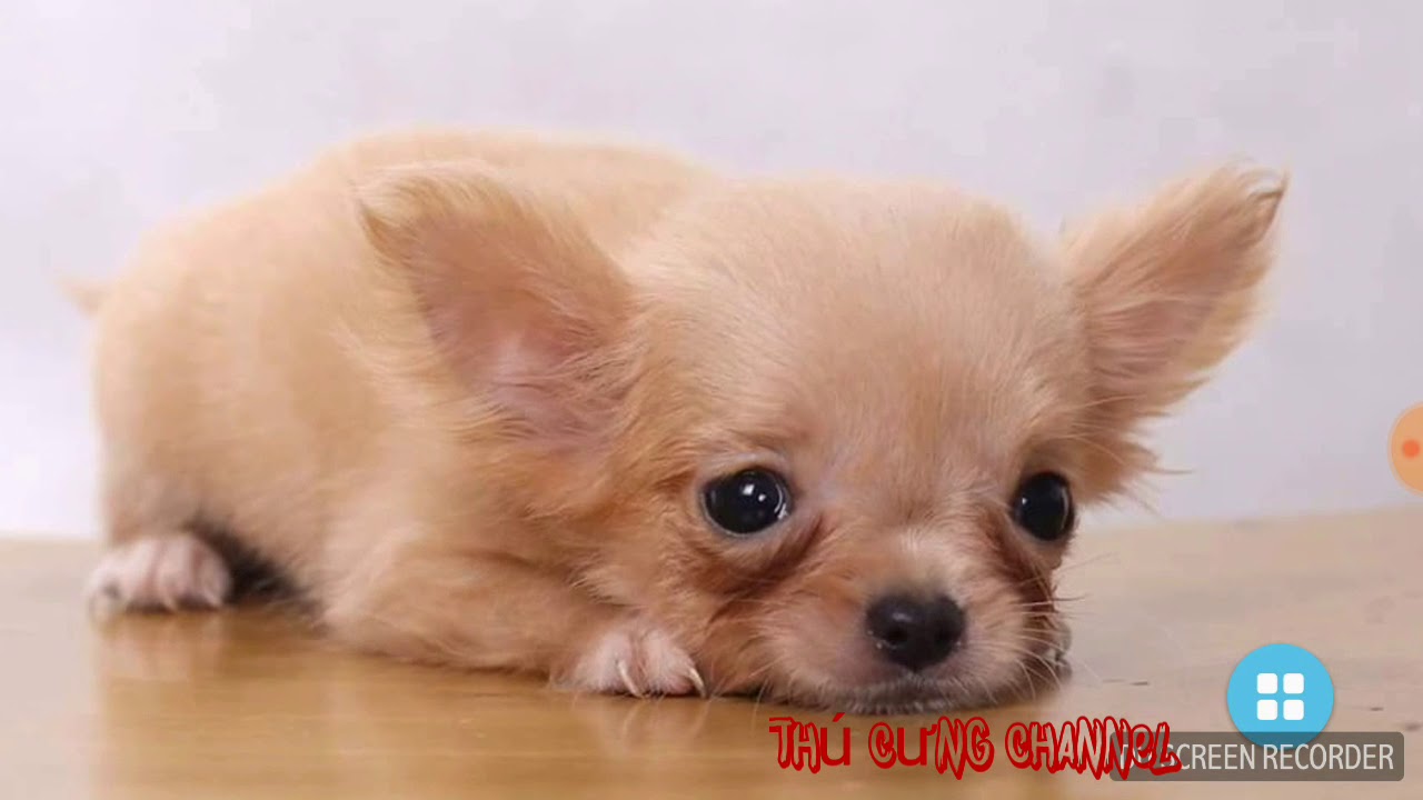 Chó Chiwawa (chihuahua) - Tìm hiểu về thú cưng!!! - YouTube