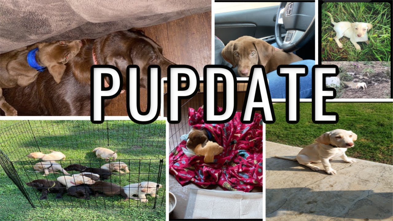 PUPPY UPDATE | LIFE UPDATE - YouTube