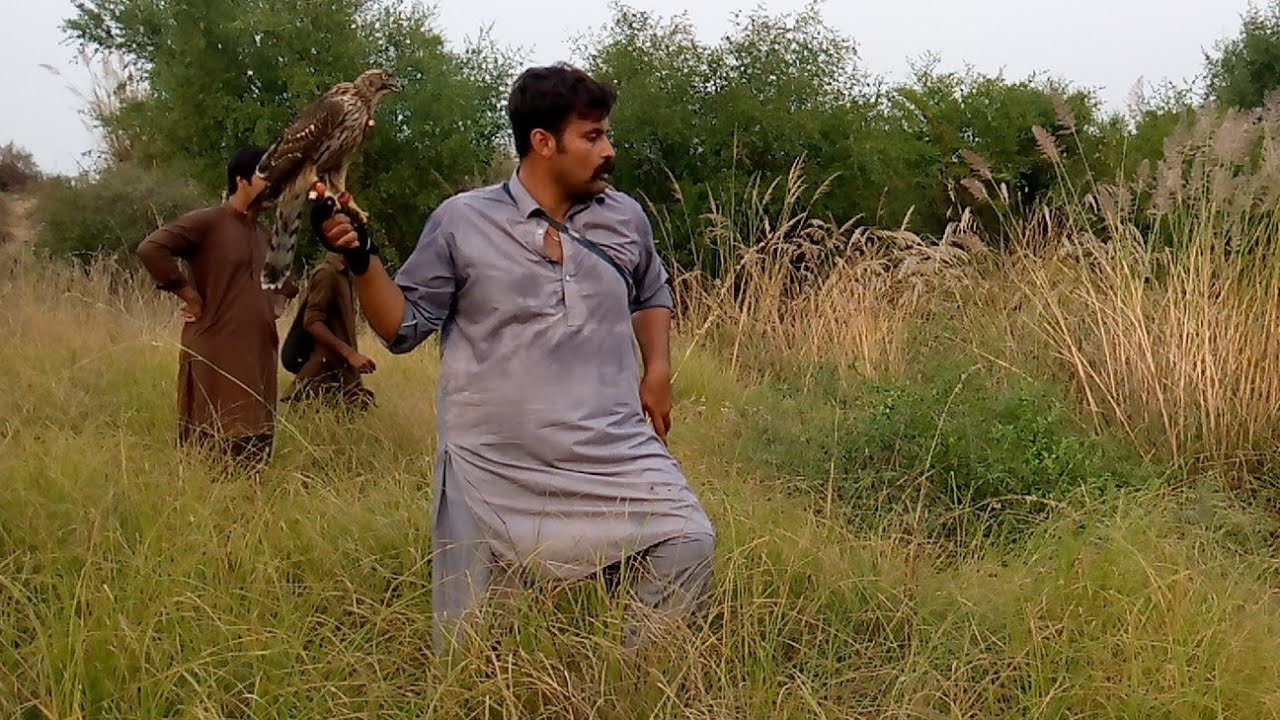 partridge hunting with goshawk//hawk eagle falcon attack//hunting in ...