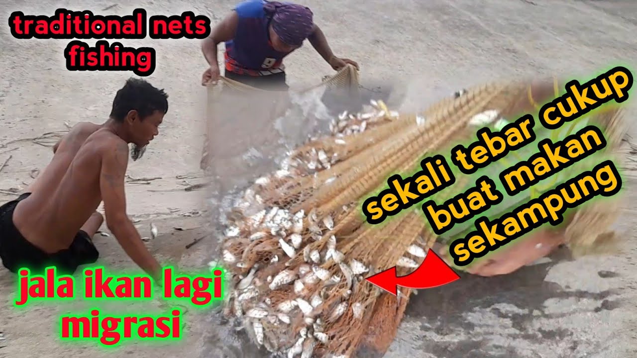 menjala ikan di anak sungai bengawan solo dapat banyak || menjala ikan ...
