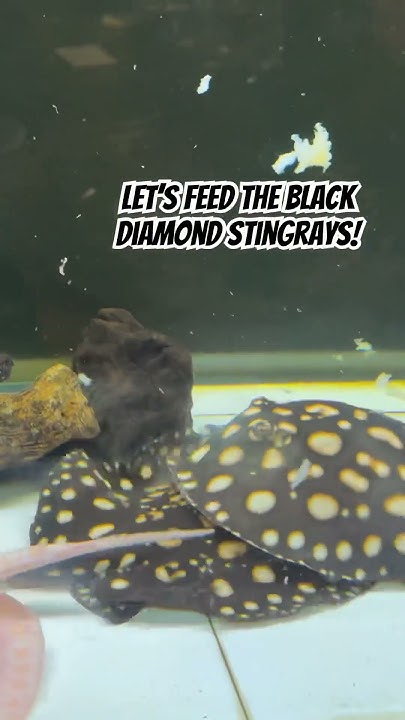 Let’s feed the black diamond stingrays! #Stingray #Fish #Feeding# ...