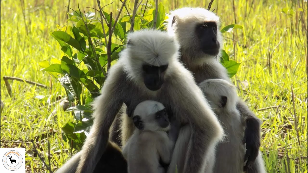Langur - The Agile Acrobat of the Jungle - YouTube