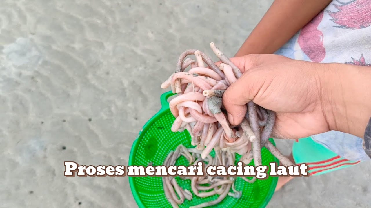 Berpetualang mencari kerang dan cacing laut - YouTube
