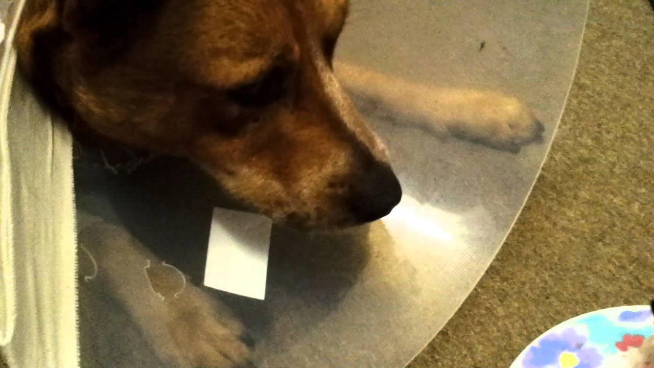 Dog Fork Fed - YouTube