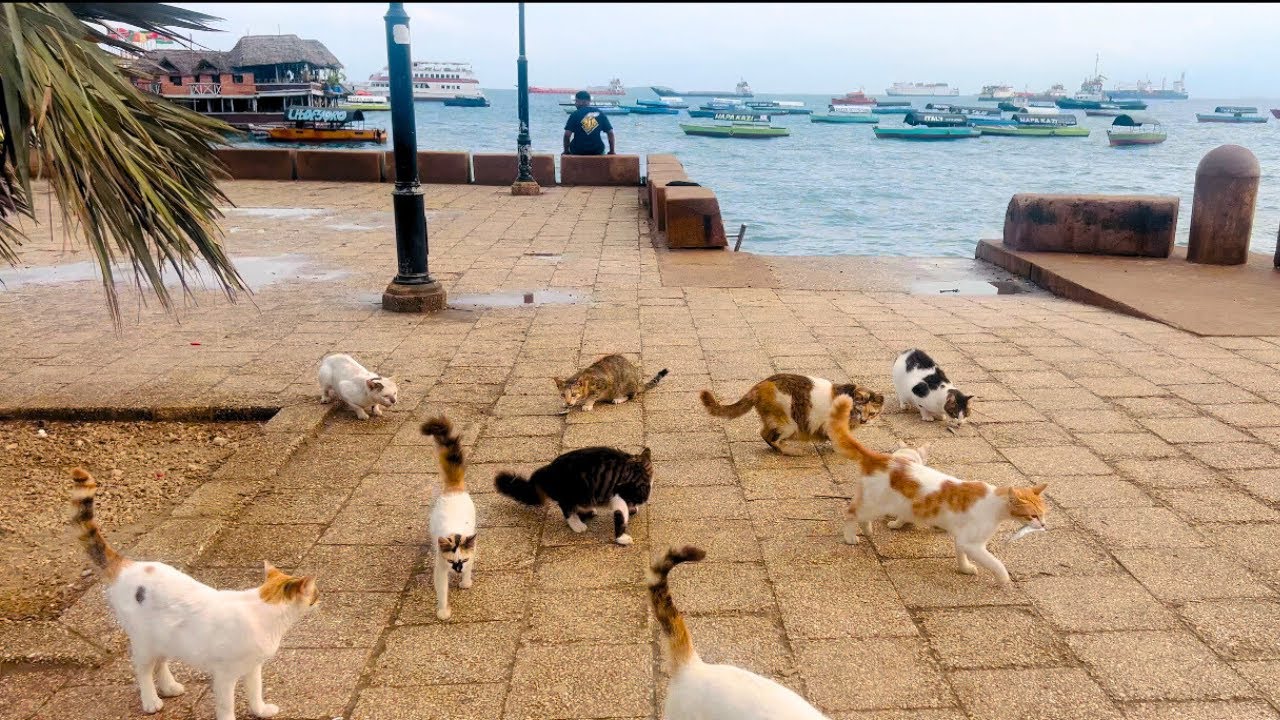 You Won’t Believe How Many Cats Live at Forodhani Beach – We Fed Them ...
