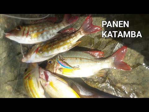 KETEMU PANTAI BEROMBAK SEDANG PANEN IKAN KATAMBA GROUPER MALAH PANEN ...