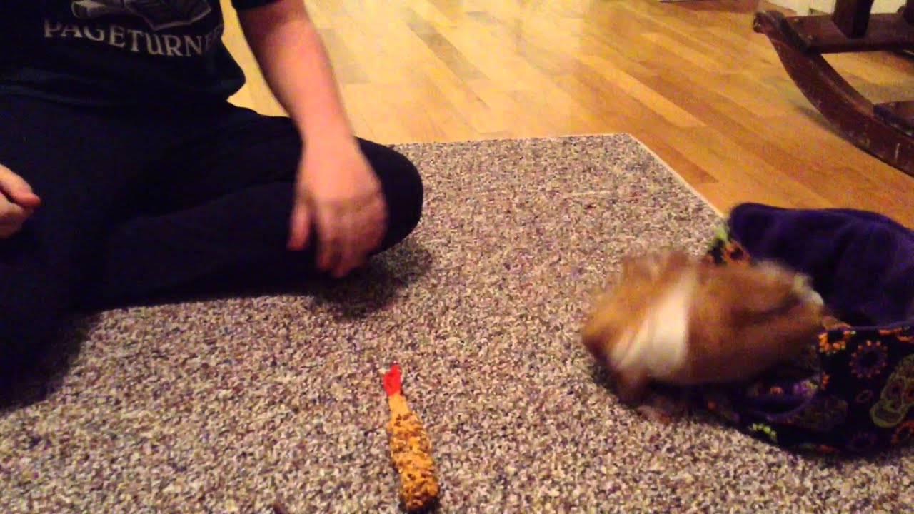 Young Clover the Guinea pig popcorning - YouTube