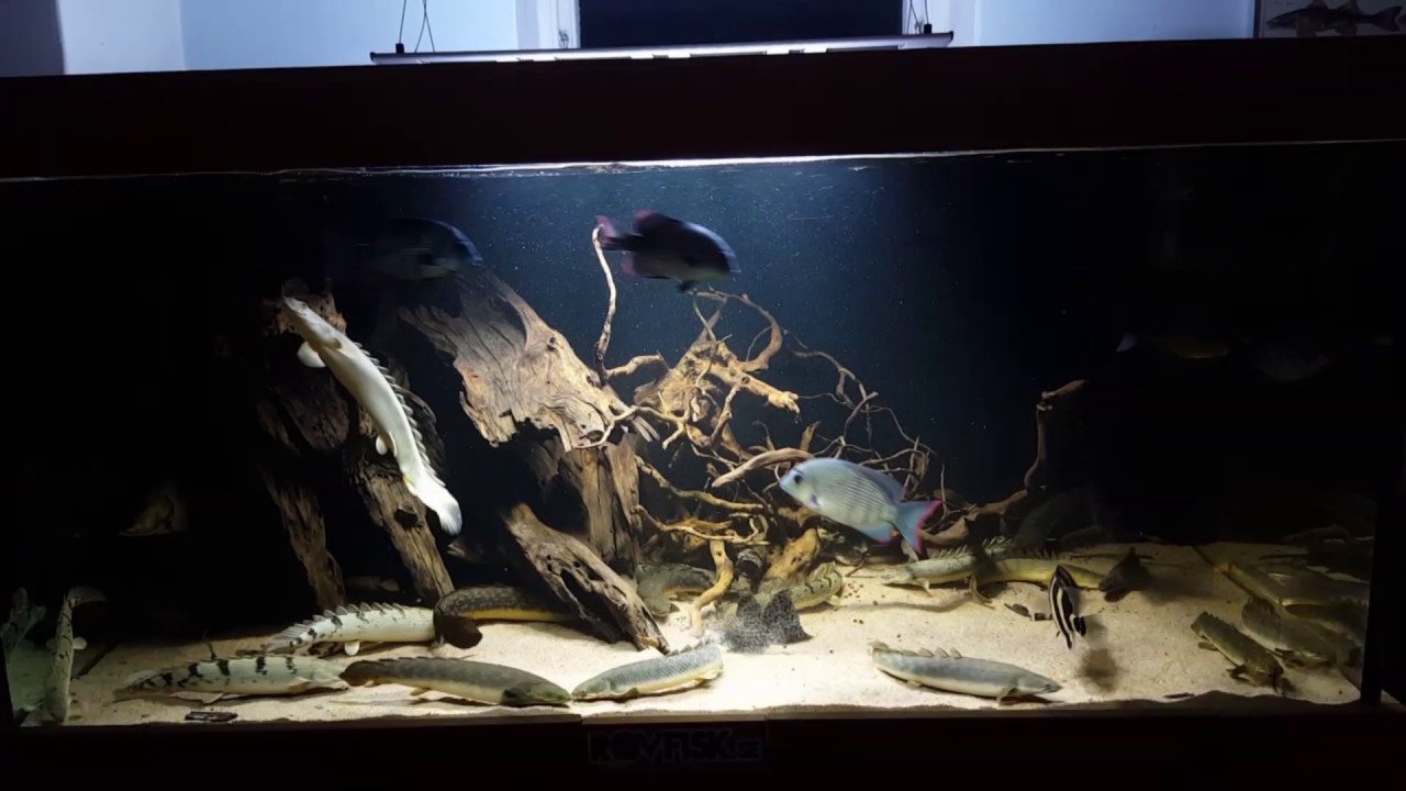 Paretroplus, datnioides, polypterus fish tank - YouTube