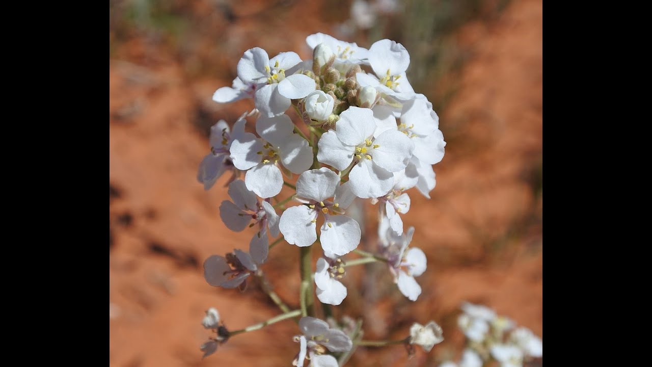 Native Plants of Coronado Historic Site - Spectacle Pod - YouTube