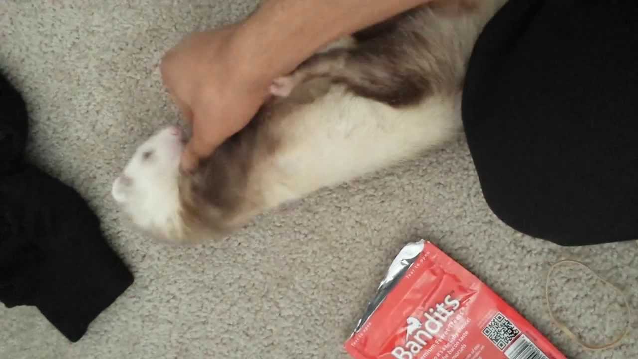 Ferret Movie - YouTube