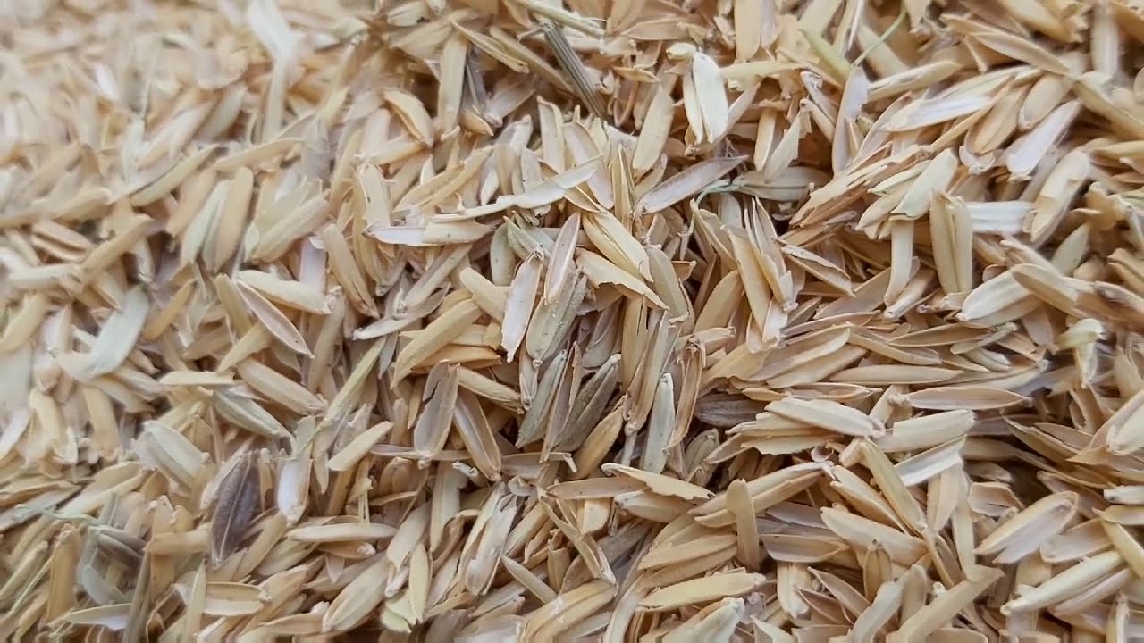 APA ITU SEKAM? MANFAATNYA UNTUK TANAMAN | CARA MEMBUAT SEKAM BAKAR ...