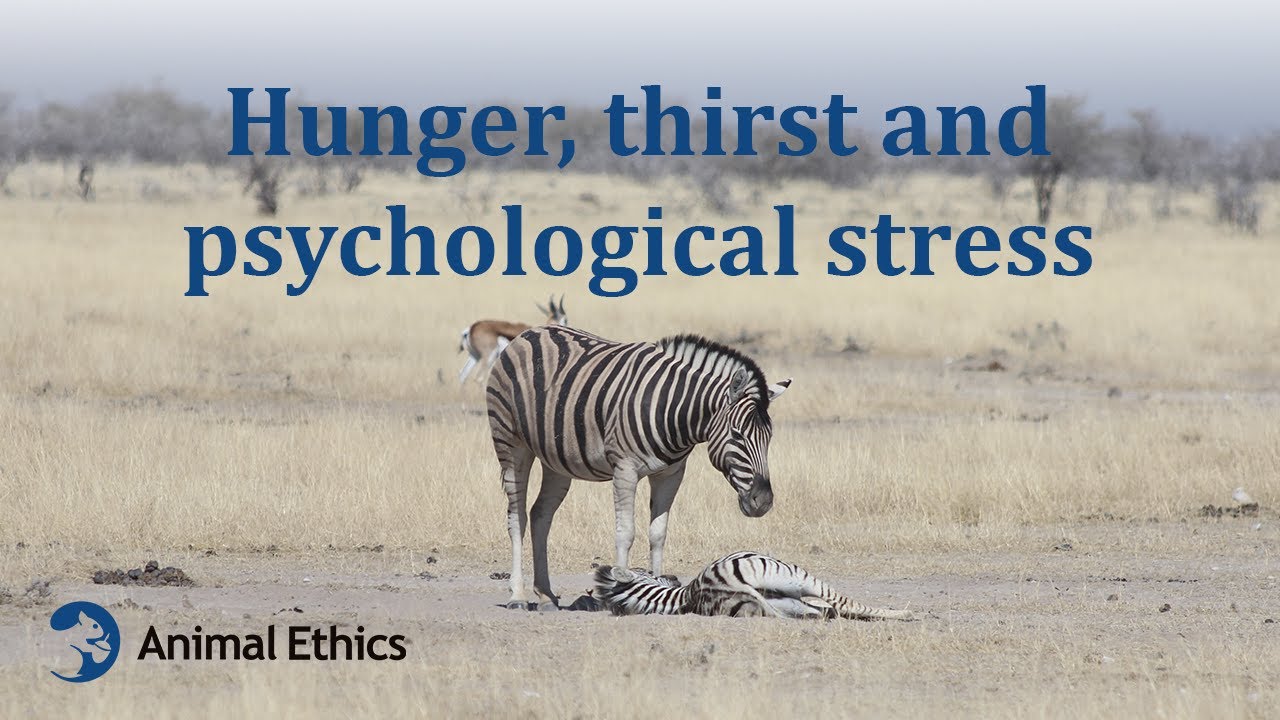 Hunger, thirst and psychological stress - YouTube