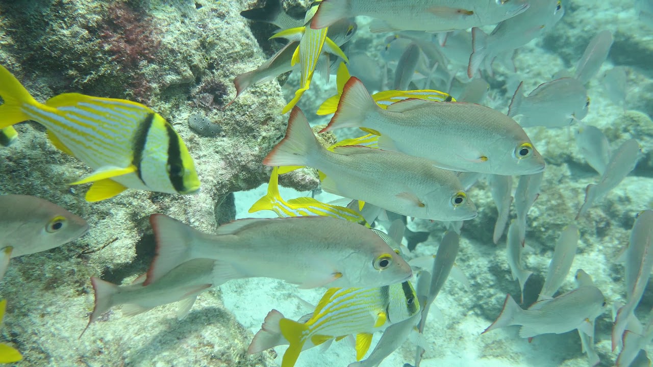 Diving Key Largo's Pickles and Snapper Ledge Reefs with Rainbow Reef ...