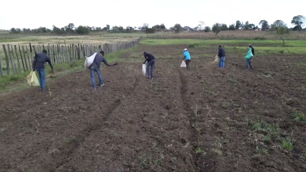 how to plant Boma Rhode seeds - Qiksearch 0700007552 - YouTube