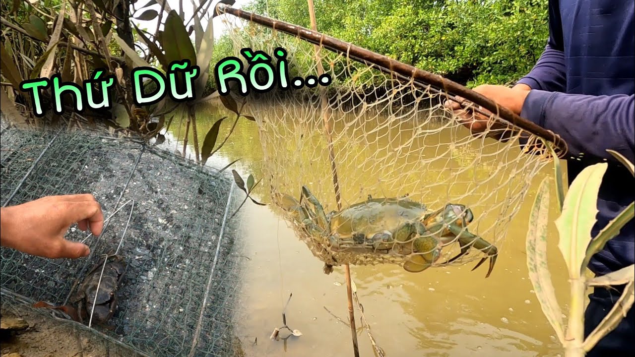 Vừa Câu Cua Biển vừa đặc lồng dính Cua Cúm quá ngon | GĐCG #687 - YouTube
