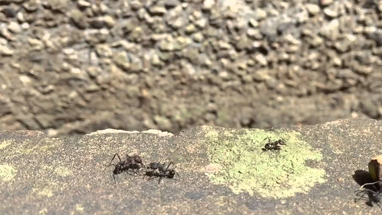 Ants At Work (Slow Motion) - YouTube