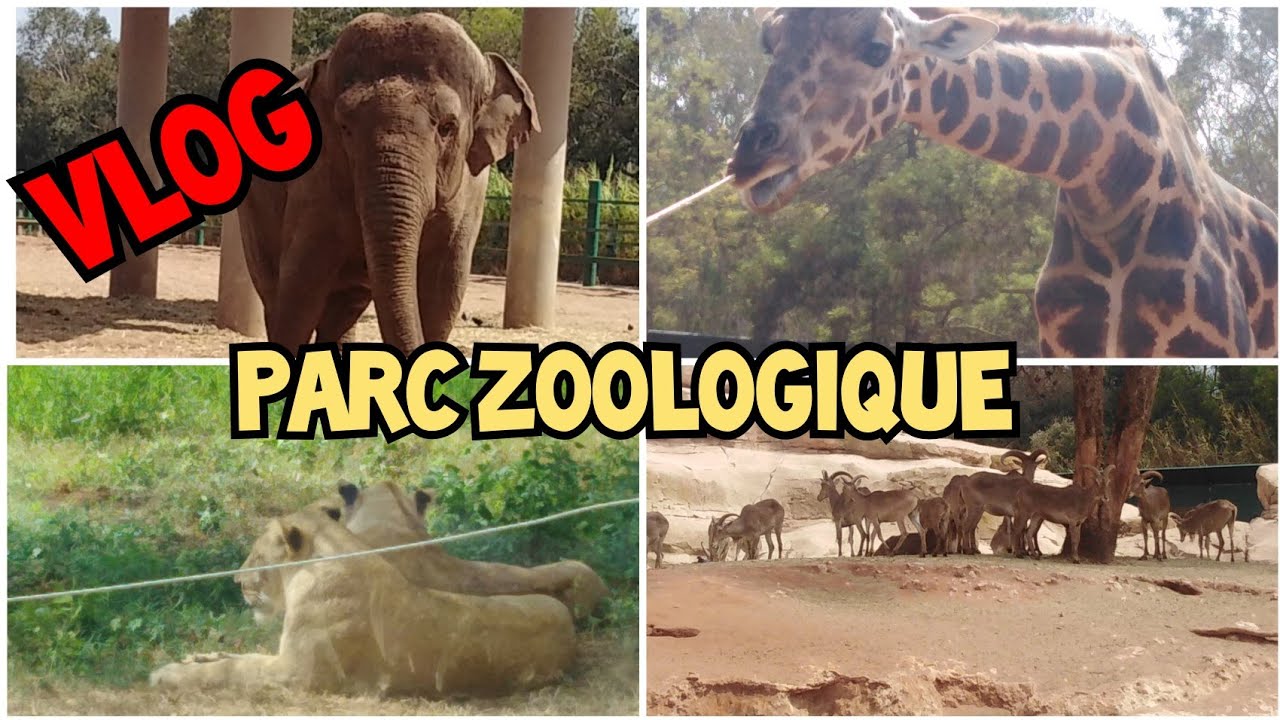 🐆Nationale parc zoologique🐘 Rabat 🐊Zoo Temara with familly - YouTube