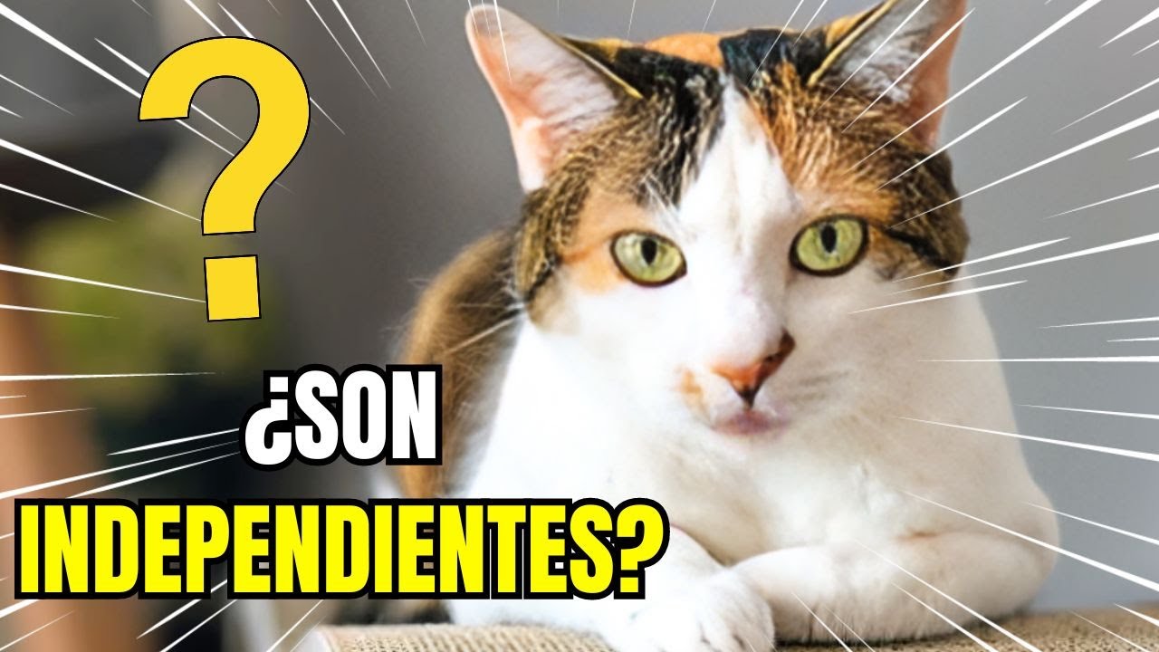 🔴🐱¿Son LOS GATOS INDEPENDIENTES? (6 CURIOSIDADES QUE DEMUESTRAN QUE LOS ...