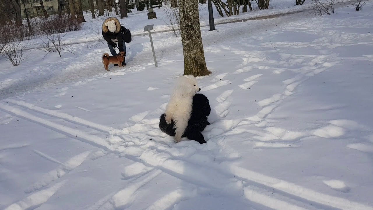 Samoyed puppy playing with newfoundland puppy - YouTube