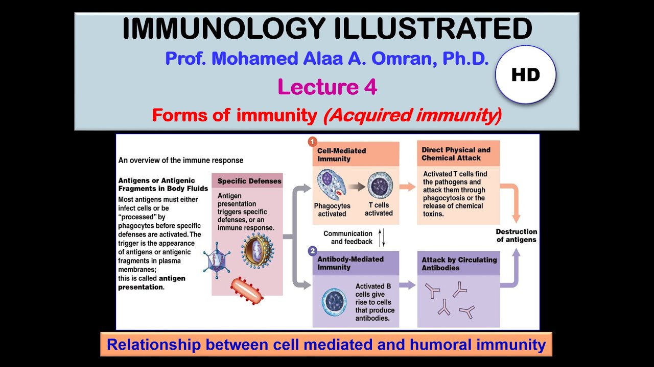 Immunology Illustrated Lecture -4- 2020 HD - YouTube