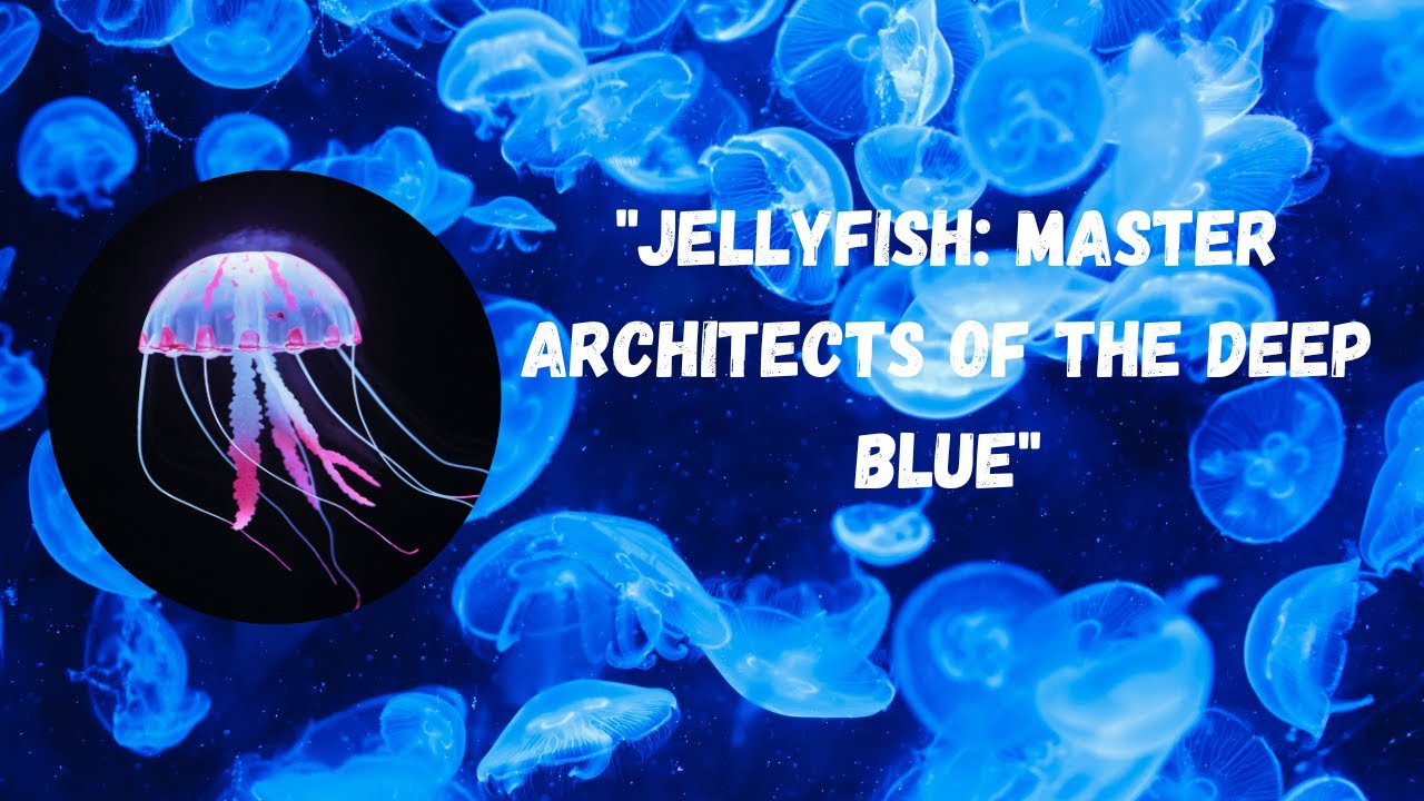 Jellyfish: Master Architects of the Deep Blue - YouTube