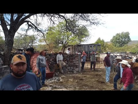 Herrando Becerros en El Salitre - YouTube