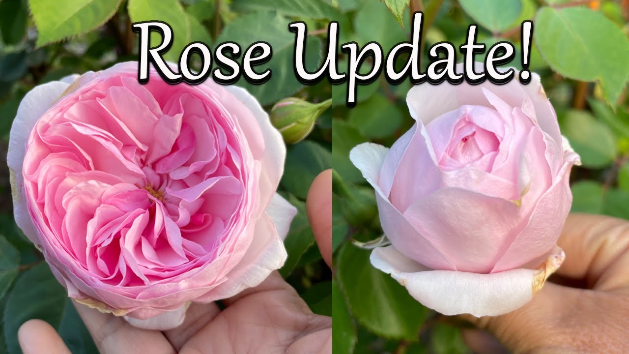 Rose Update! The Roses Are Coming! - YouTube