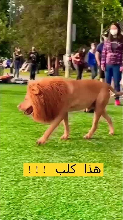 كلب على هيئة أسد ...#shorts - YouTube