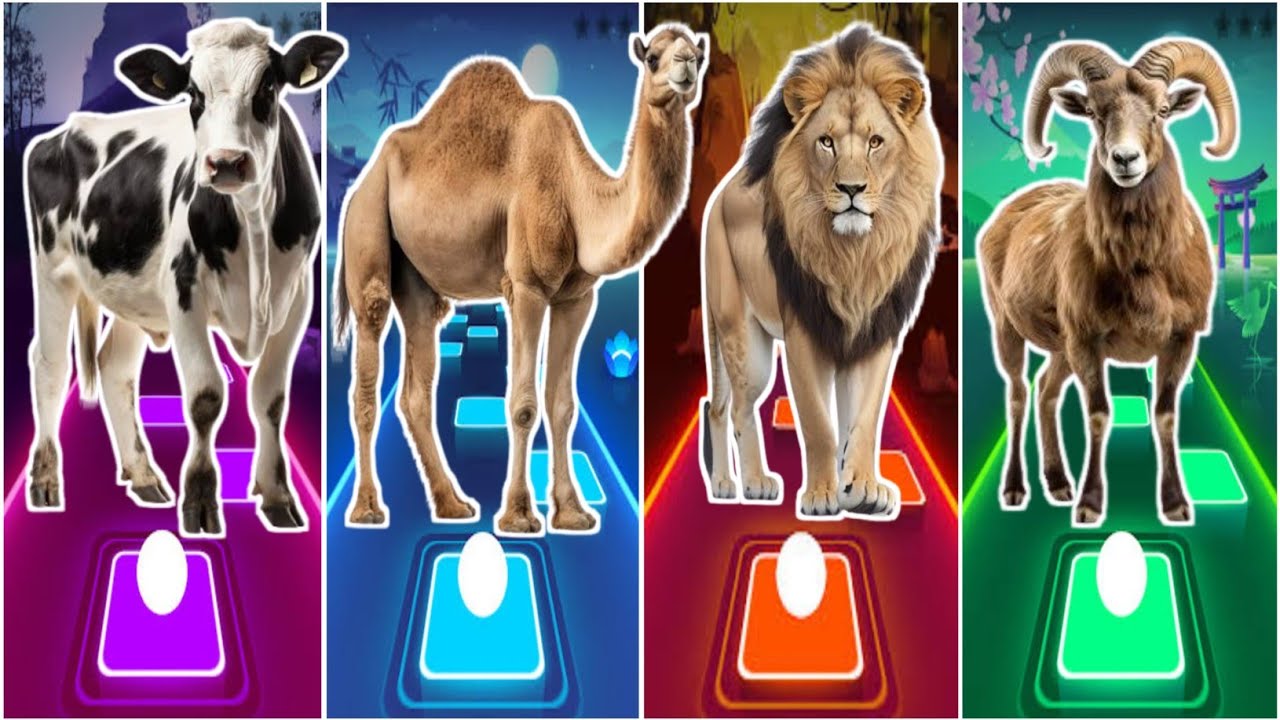 🐄Funny Cow Vs Funny Camel Vs Funny Lion King Vs Funny Goat |Coffin ...