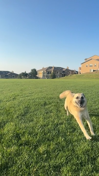 Puppy Reenacts Monty Python Endless Running Scene. #shorts #dogs - YouTube