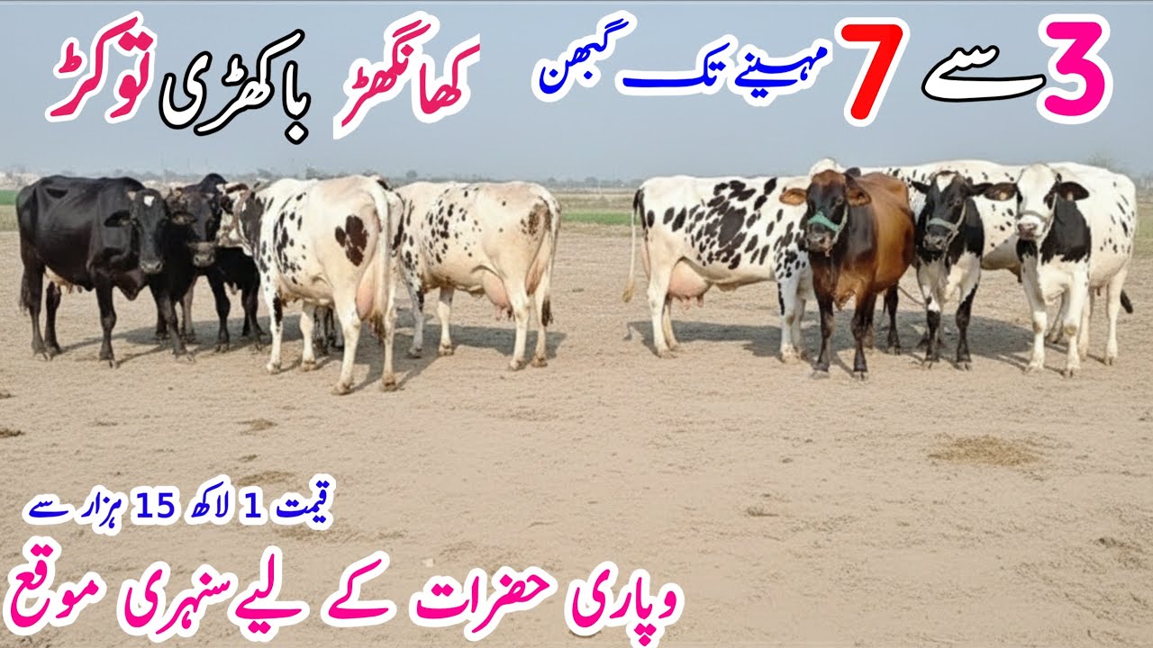 Khangar Cow for sale In Punjab | Khangar buffalo | Friesian Cows and ...