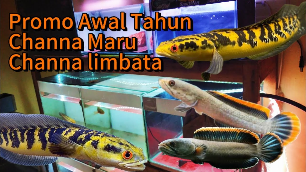 HARGA PROMO SPECIAL AWAL TAHUN CHANNA MARU & CHANNA LIMBATA‼️ - YouTube