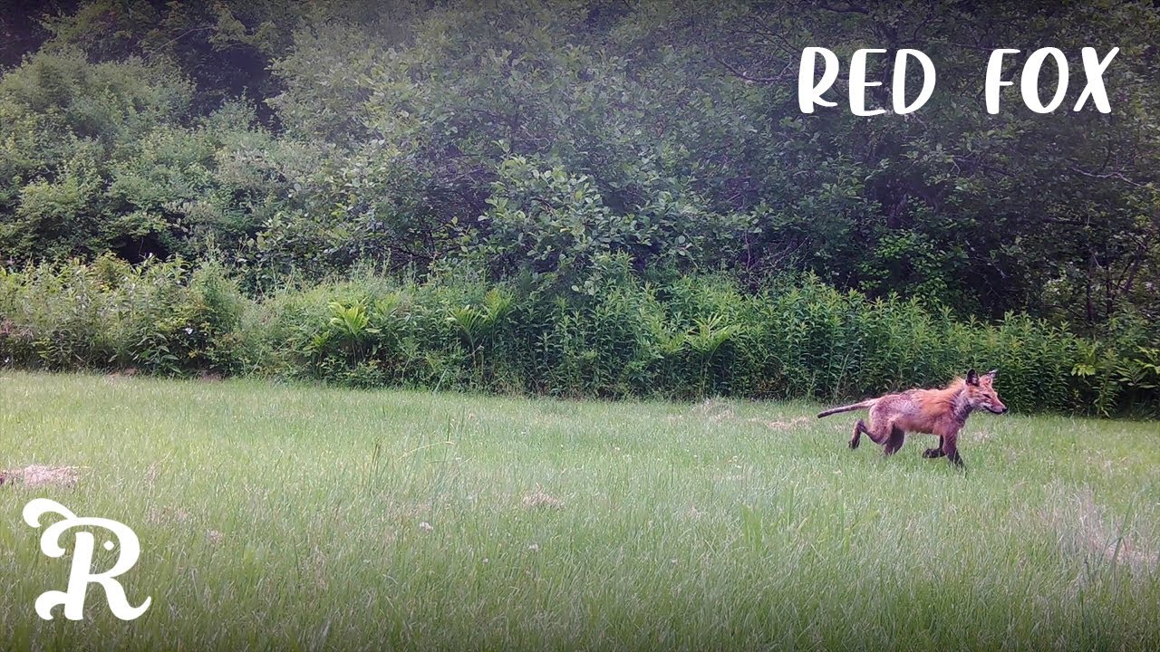 Mangy Red Fox Trotting and Shaking Head | Slow Motion | Trail Cams ...